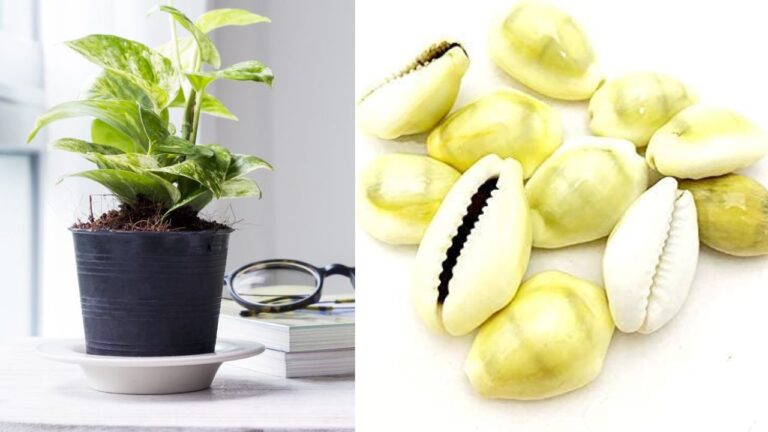 Money plant and kaudi vastu tips: मनी प्लांट से जुड़ा यह वास्तु उपाय कर ...